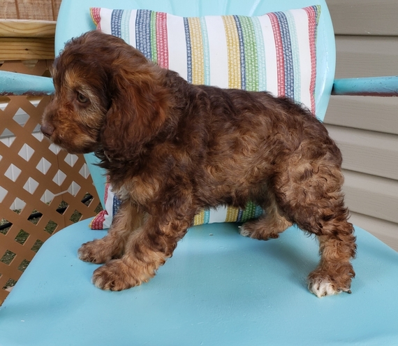 Hattie, a Chocolate Phantom Female Cockapoo Puppy 600810 | PuppySpot