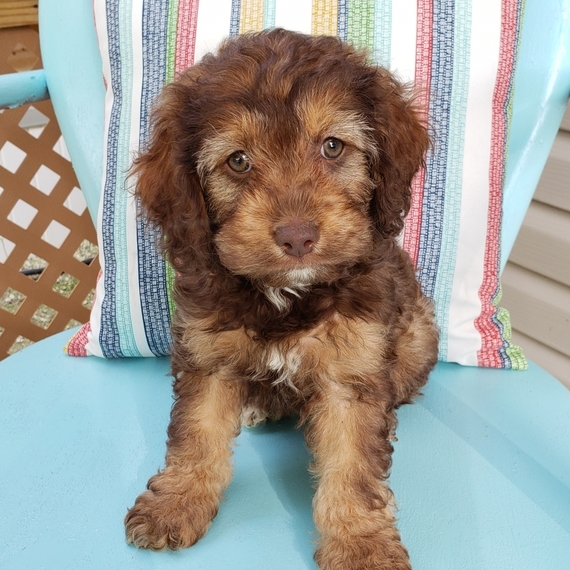Hattie, a Chocolate Phantom Female Cockapoo Puppy 600810 | PuppySpot
