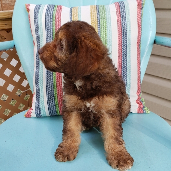 Hattie, a Chocolate Phantom Female Cockapoo Puppy 600810 | PuppySpot