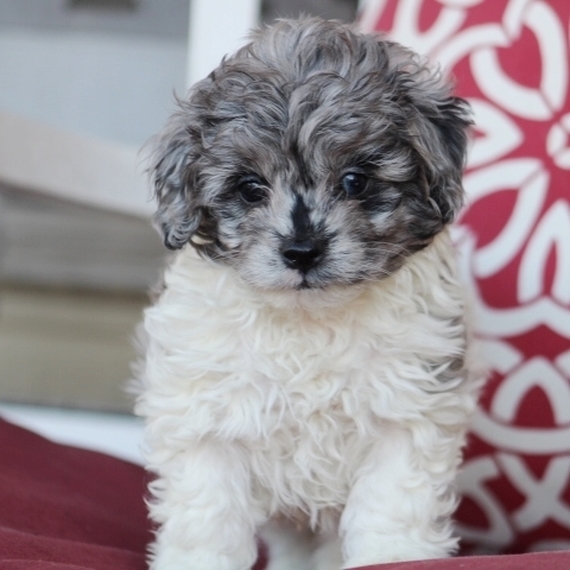 Chloe, a Blue Merle & White Female Cockapoo Puppy 631600 | PuppySpot