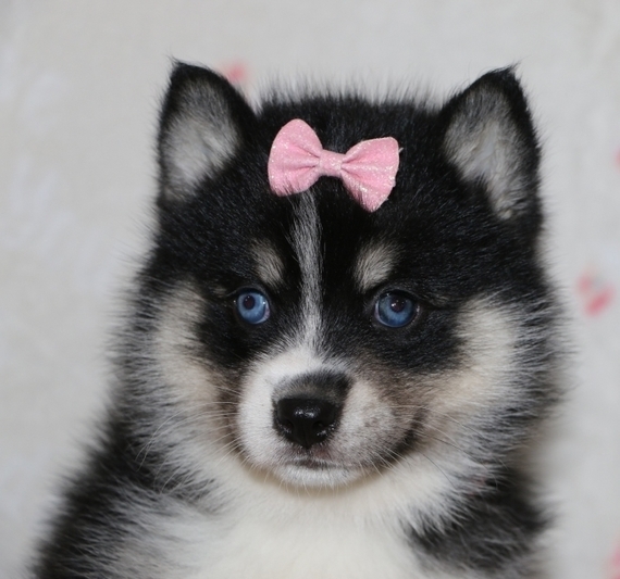 Rena, a Black Tan & White Female Pomsky Puppy 649670 | PuppySpot