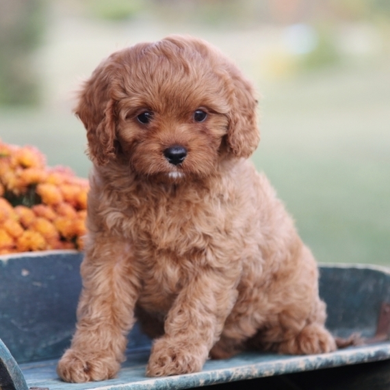 Jaxson, a Red Male Cavapoo Puppy 655410 | PuppySpot
