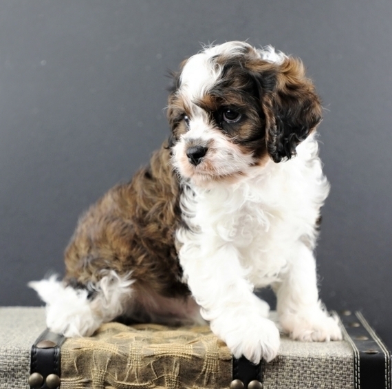 Rambo, a Tri-Colored Male Cavapoo Puppy 661580 | PuppySpot