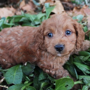Gray Cockapoo Puppy 664660 | PuppySpot