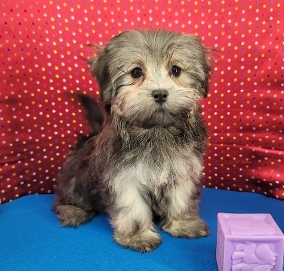 Kathy, a Silver Sable Female Havanese Puppy 679720 | PuppySpot