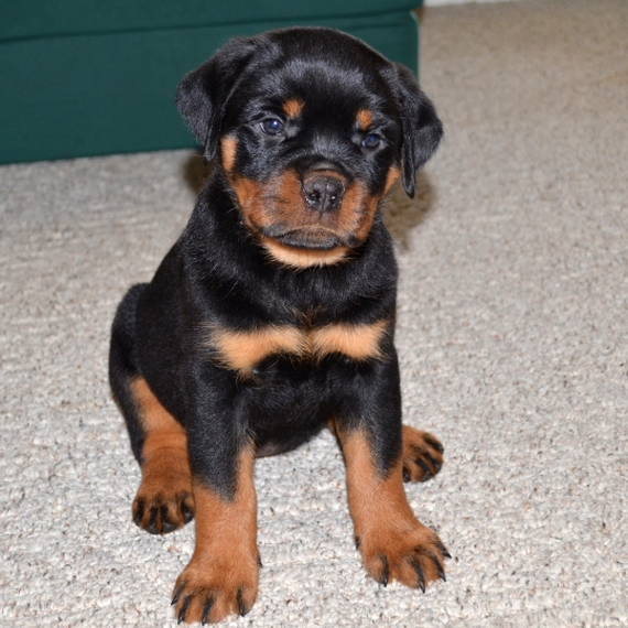 Cinder, a Black & Mahogany Female Rottweiler Puppy 691450 | PuppySpot