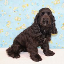 Cocker Spaniel Breed Characteristics | PuppySpot