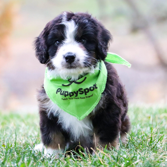 Find the Right Puppy for Your Family | PuppySpot