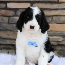 Sheepadoodle Breed Characteristics | PuppySpot