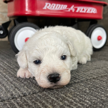 Bichon Frise Puppies for Sale - Black, Brown, Teacup & More | PuppySpot