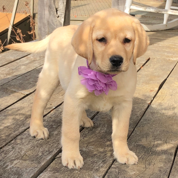 Esther, a Yellow Female Labrador Retriever Puppy 717570 | PuppySpot