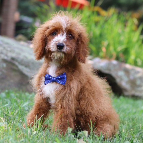 Sparton, a Ruby Male Cavapoo Puppy 734110 | PuppySpot