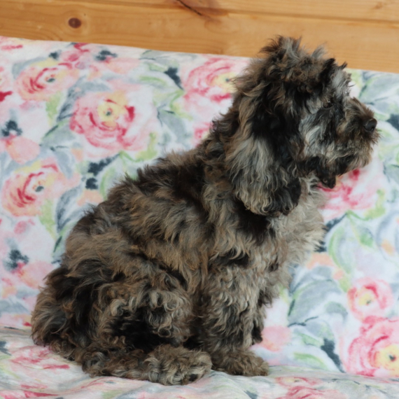 Stormy, a Blue Merle Male Cockapoo Puppy 760050 | PuppySpot