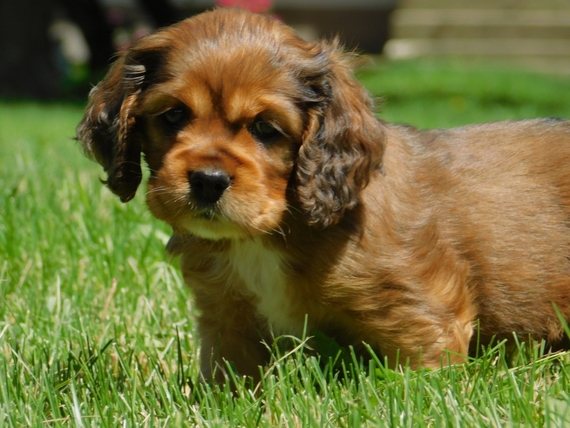 Lady, a Sable Female Cocker Spaniel Puppy 603541 | PuppySpot