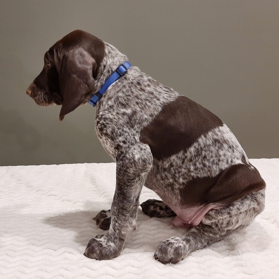Huck, a Liver & White Male German Shorthaired Pointer Puppy 623641 ...