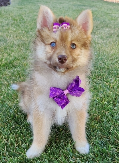 Nala, a Red & Tan Female Pomsky Puppy 647311 | PuppySpot