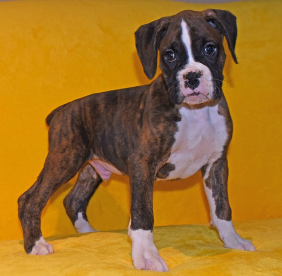 Doug, a Flashy Brindle Male Boxer Puppy 665871 | PuppySpot