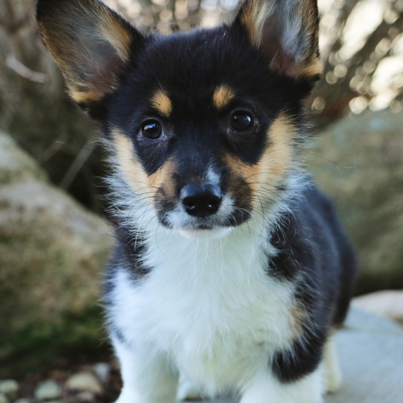 Kyndee, a Black & White Female Pembroke Welsh Corgi Puppy 672051 ...
