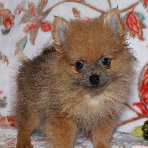 Find the Right Puppy for Your Family | PuppySpot