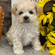 Bichonpoo Breed Characteristics | PuppySpot