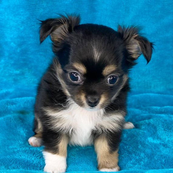 Find the Right Puppy for Your Family | PuppySpot