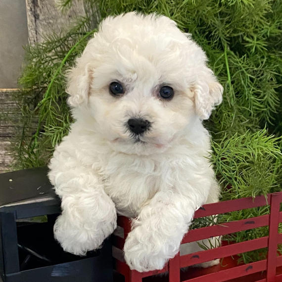 Bichon Frise Puppies for Sale - Black, Brown, Teacup & More | PuppySpot