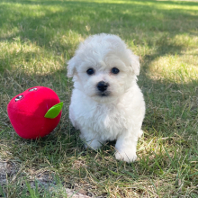 Bichon Frise Puppies for Sale - Black, Brown, Teacup & More | PuppySpot