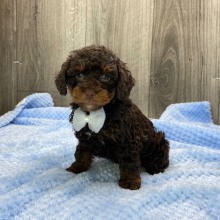 Havapoo Puppy Breed Facts, Information, Characteristics and More ...