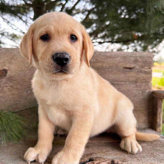Goliath, a Yellow Male Labrador Retriever Puppy 760561 | PuppySpot