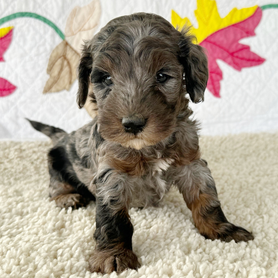 Tara, a Blue Merle & Tan Female Goldendoodle Puppy 774551 | PuppySpot