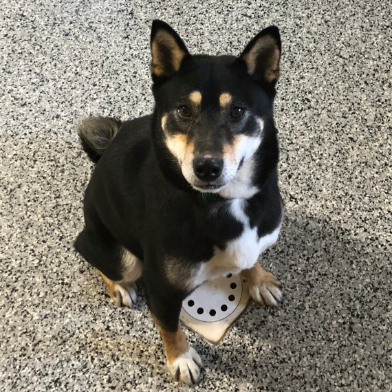 Tigger, a Red Sesame Male Shiba Inu Puppy 809659 | PuppySpot