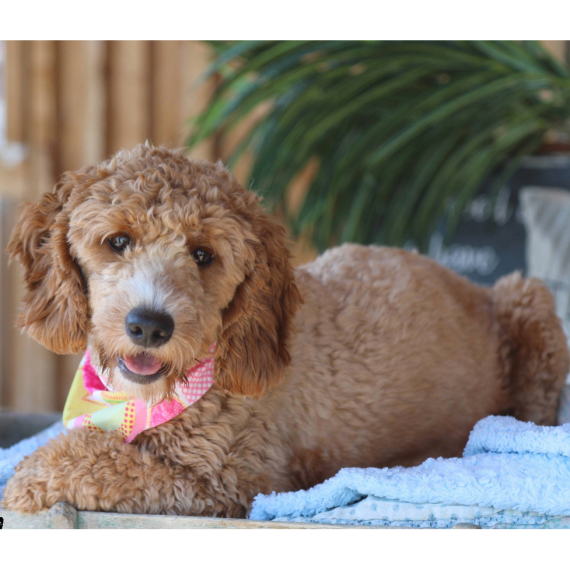 Kenny, a Red Male Goldendoodle Puppy 809948 | PuppySpot