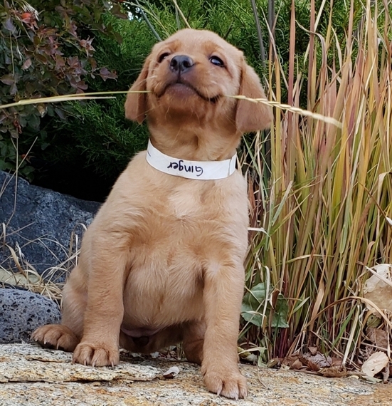 Ginger, a Fox Red Female Labrador Retriever Puppy 617362 | PuppySpot