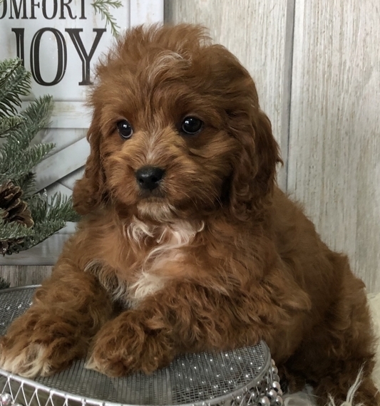 Emily, a Red Female Cavapoo Puppy 625292 | PuppySpot