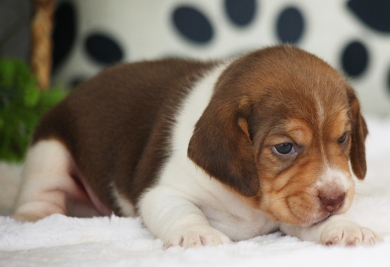 Red Beagle Puppy 628912 | PuppySpot
