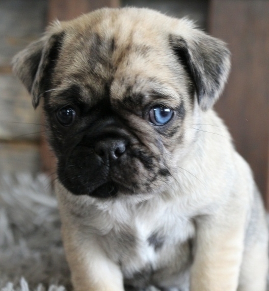 Blue, a Apricot Fawn Male Pug Puppy 647202 | PuppySpot