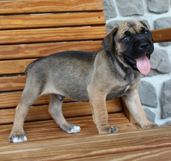 Kaleb, a Chestnut Brindle Male Cane Corso Puppy 653852 | PuppySpot