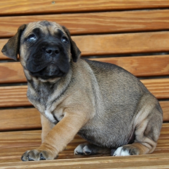 Kaleb, a Chestnut Brindle Male Cane Corso Puppy 653852 | PuppySpot
