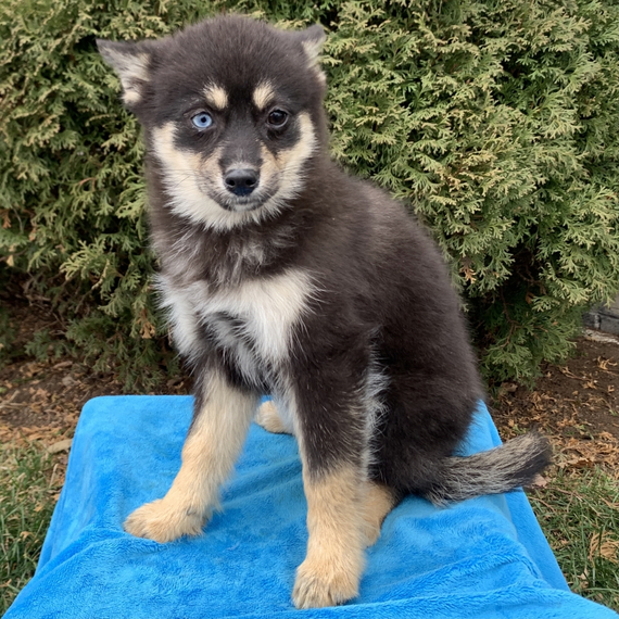 Celeste, a Black & Tan Female Pomsky Puppy 659162 | PuppySpot