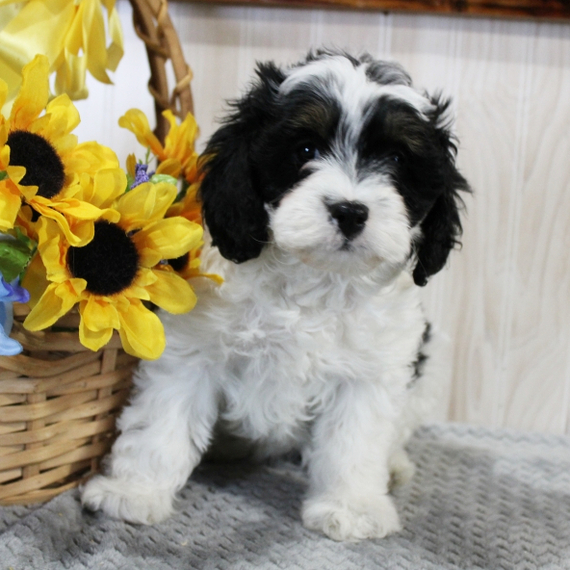 Ruby Cavapoo Puppy 666702 | PuppySpot