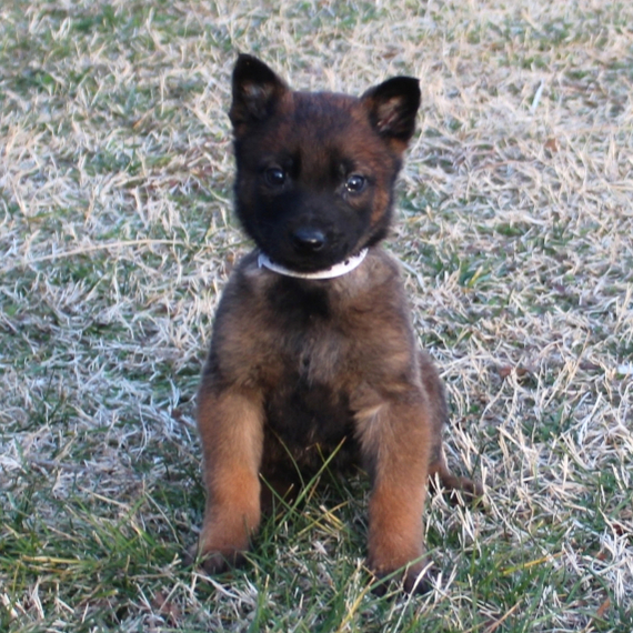 Max, a Red Sable Male Belgian Malinois Puppy 668672 | PuppySpot