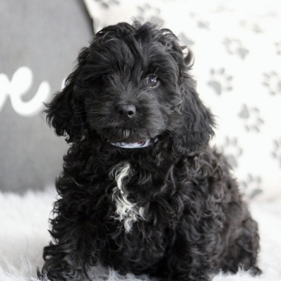 Black Beauty, a Black Female Cockapoo Puppy 669412 | PuppySpot
