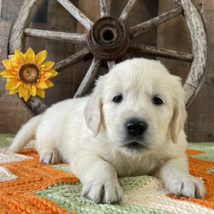 Find the Right Puppy for Your Family | PuppySpot