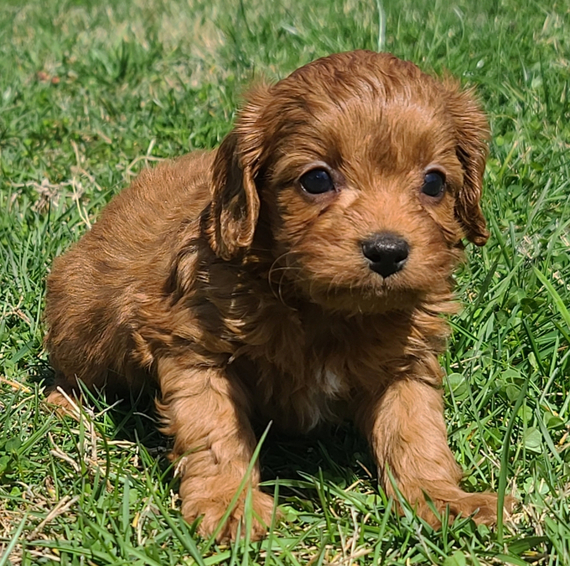 Ruby Cavapoo Puppy 673082 | PuppySpot
