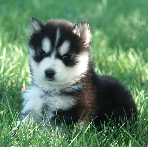 Panda Siberian Husky Puppy 675012 | PuppySpot