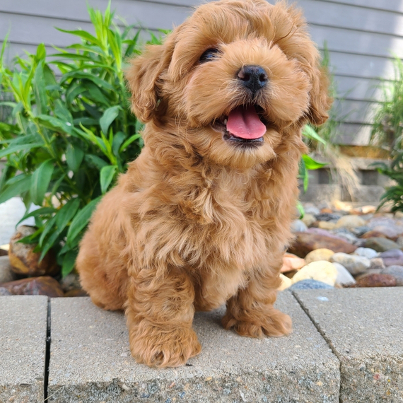 Checkers, a Red Male Havapoo Puppy 680102 | PuppySpot