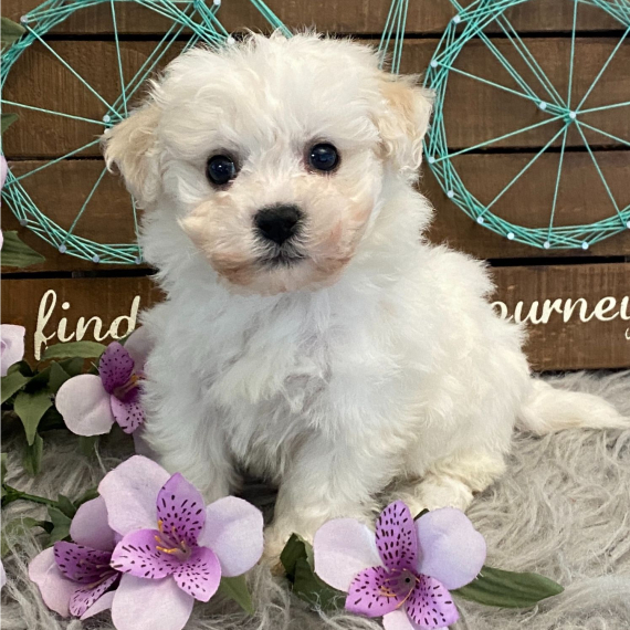 Bichon Frise Puppies for Sale - Black, Brown, Teacup & More | PuppySpot
