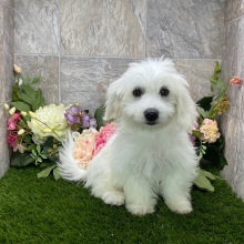 Coton de Tulear Puppies for Sale - Black, White, Tri Color +More ...