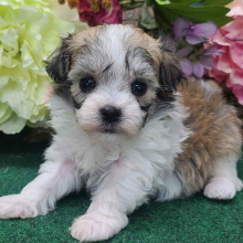 Havapoo Puppy Breed Facts, Information, Characteristics and More ...