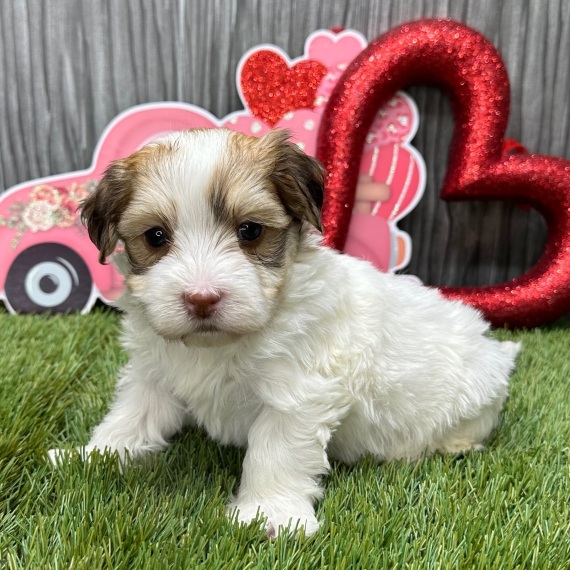 Check our Puppies for Sale in Minnesota, MN (Jan 2023) | PuppySpot